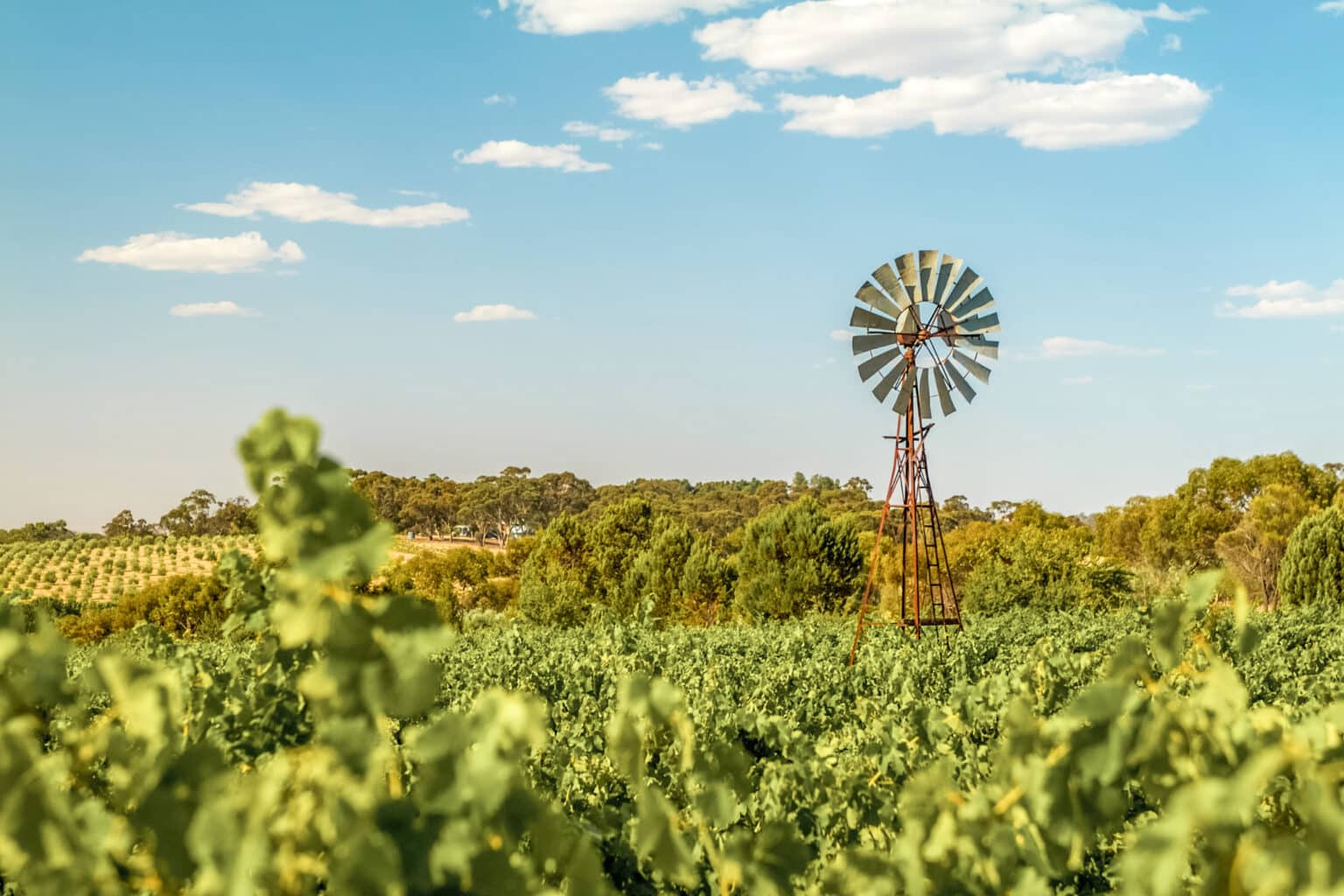How to Spend A Weekend in the Clare Valley | Travelling Tam