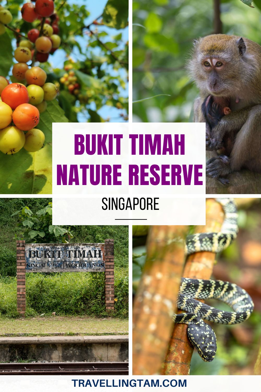 Wildlife at Bukit Timah Nature Reserve - The Last Rainforest In ...
