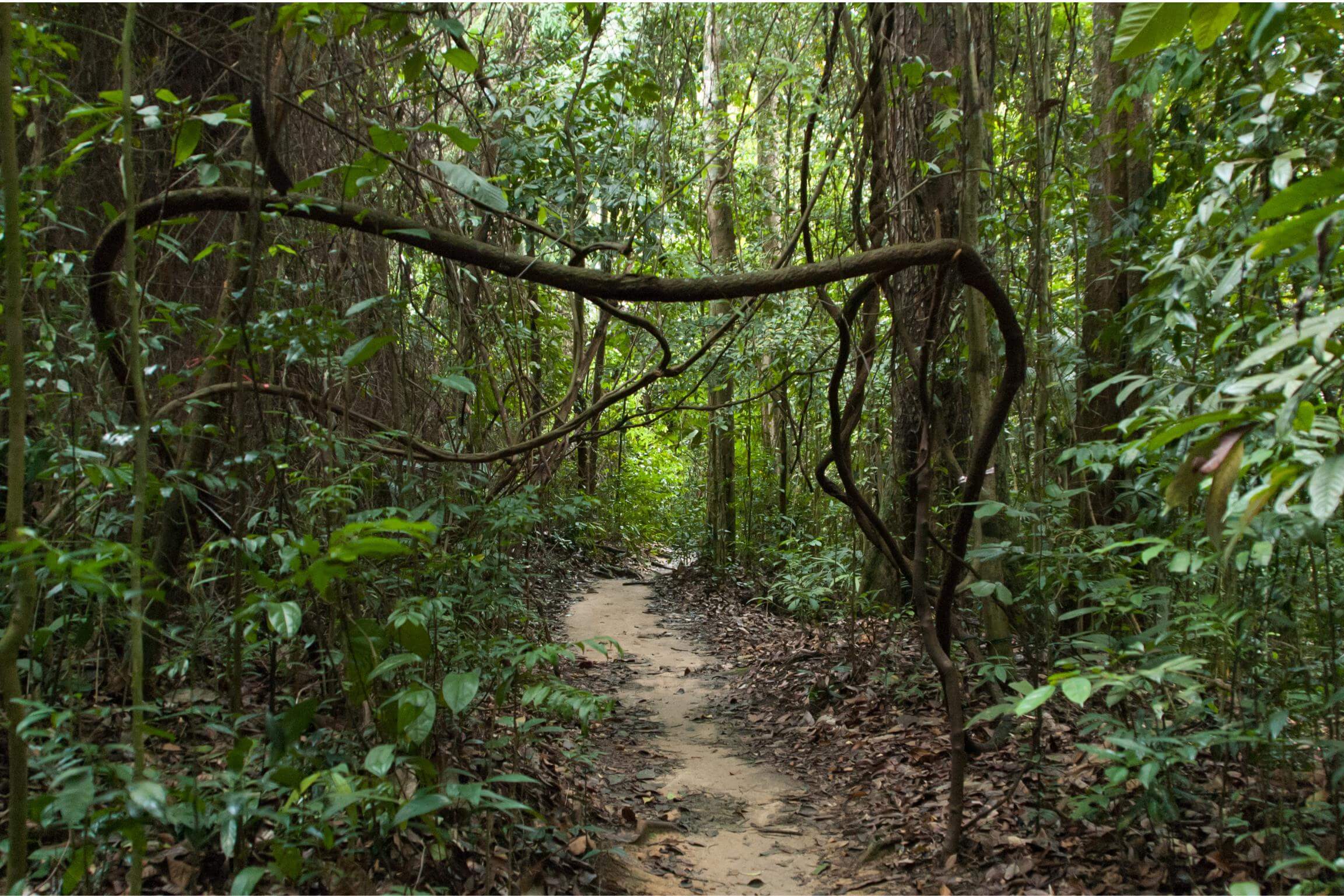 Wildlife at Bukit Timah Nature Reserve - The Last Rainforest In ...