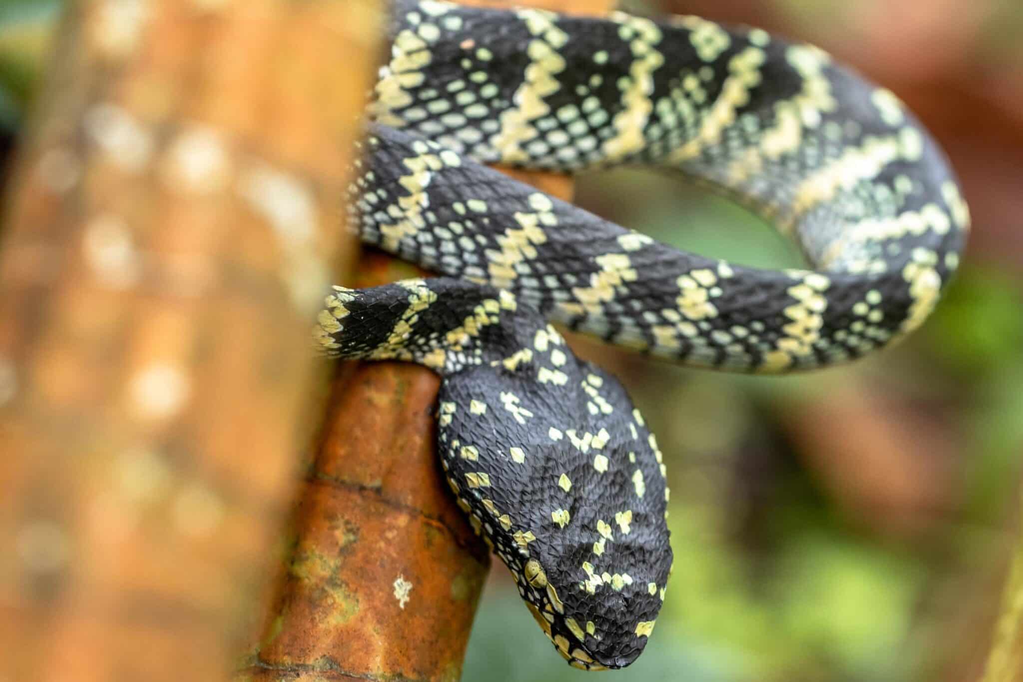 Wildlife at Bukit Timah Nature Reserve - The Last Rainforest In ...