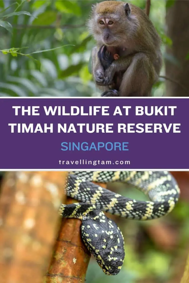 Wildlife at Bukit Timah Nature Reserve - The Last Rainforest In ...